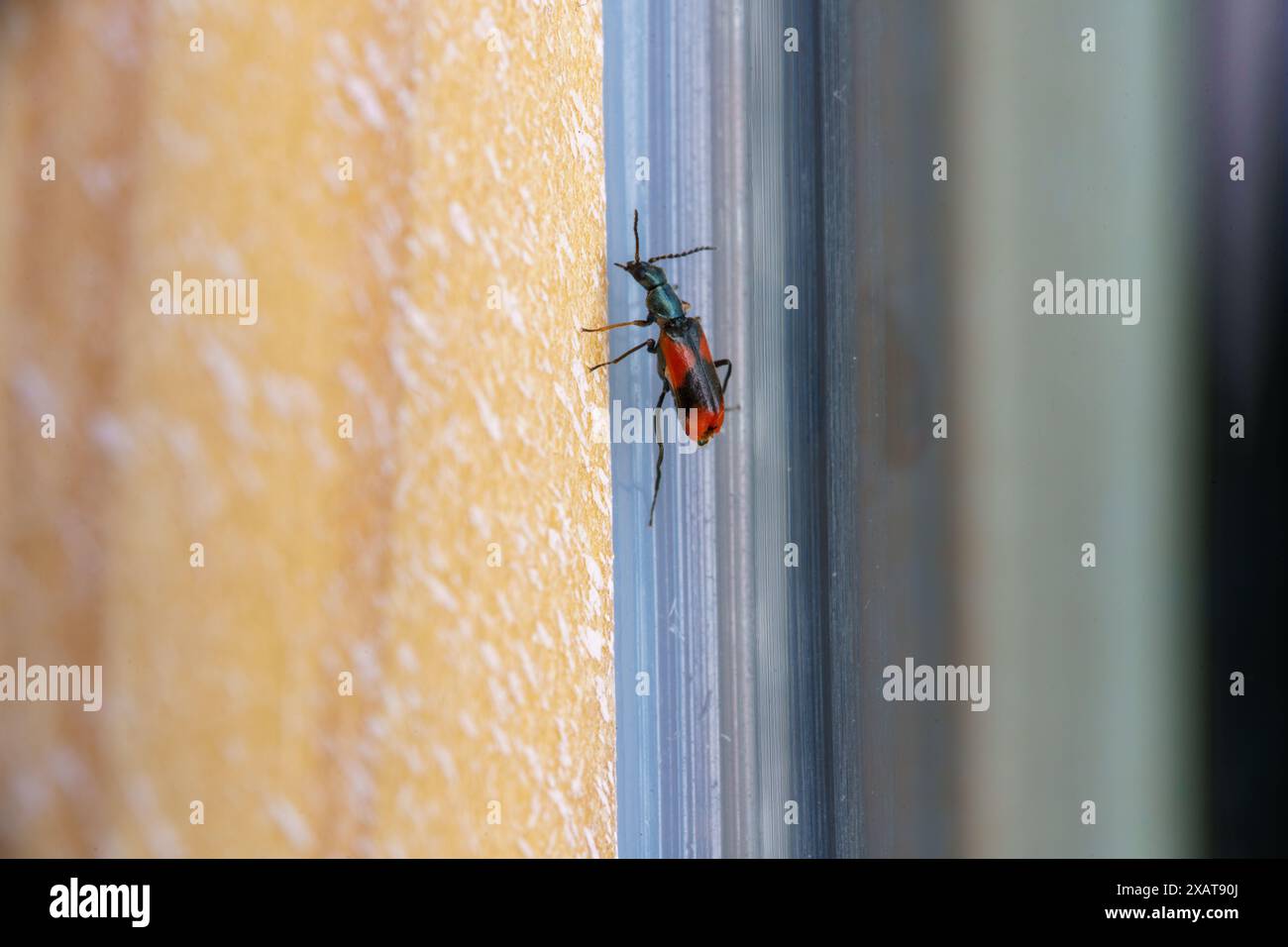 Anthocomus equestris Family Melyridae Genus Anthocomus Eurasian Red-and ...