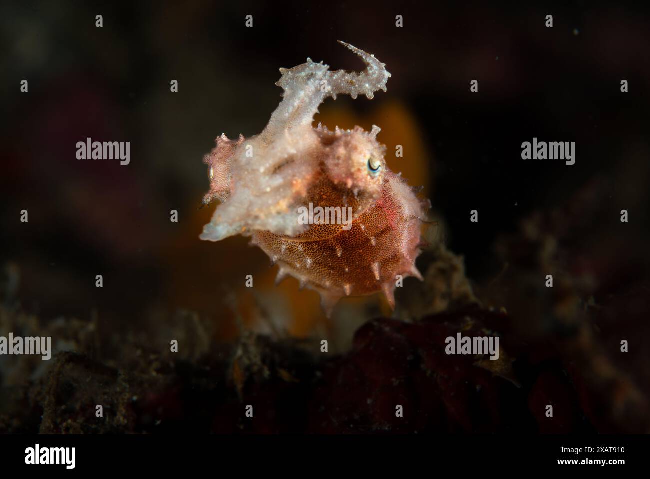 Muck Diving - Critters at Lembeh Strait Stock Photo - Alamy