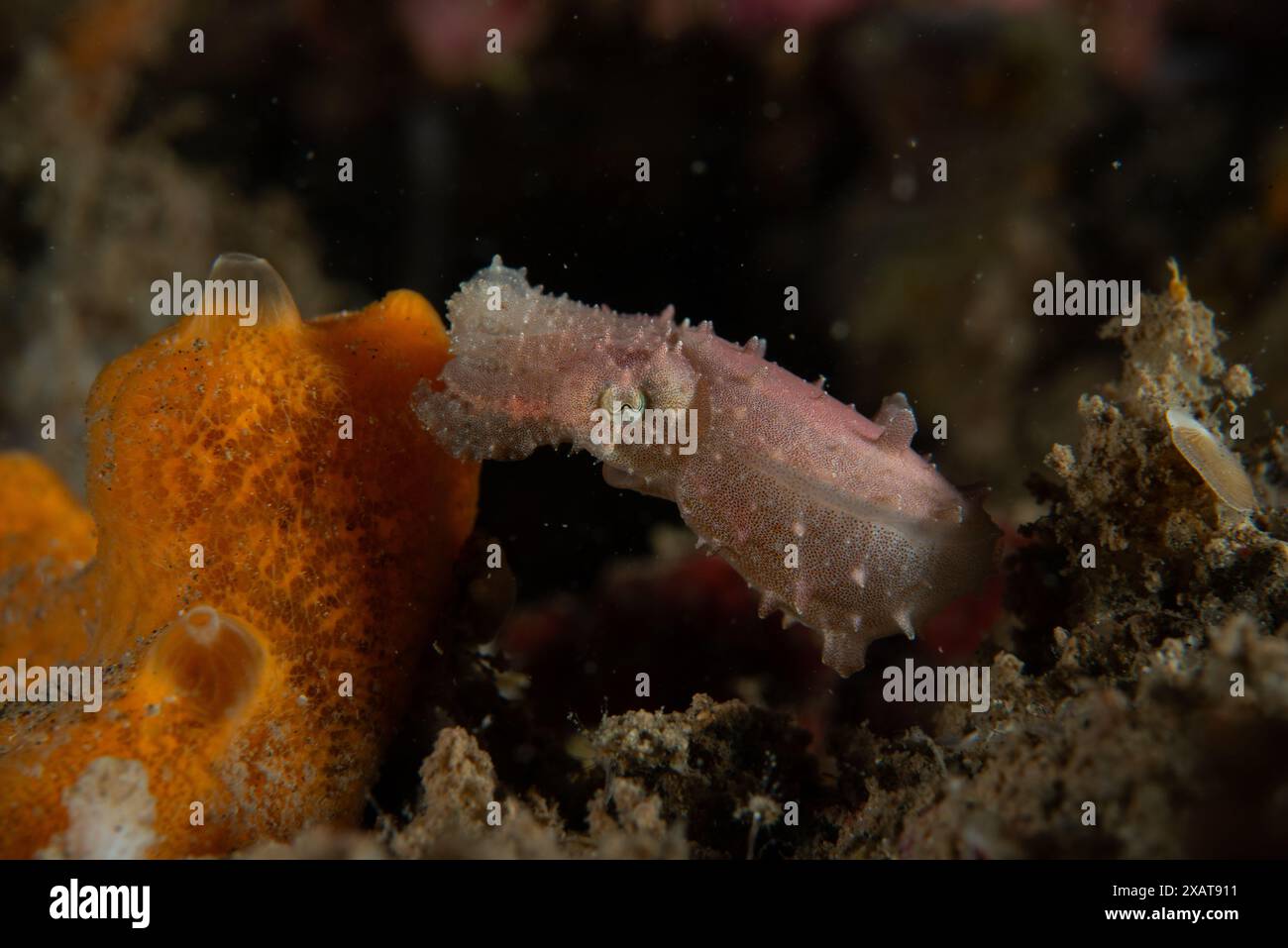 Muck Diving - Critters at Lembeh Strait Stock Photo - Alamy