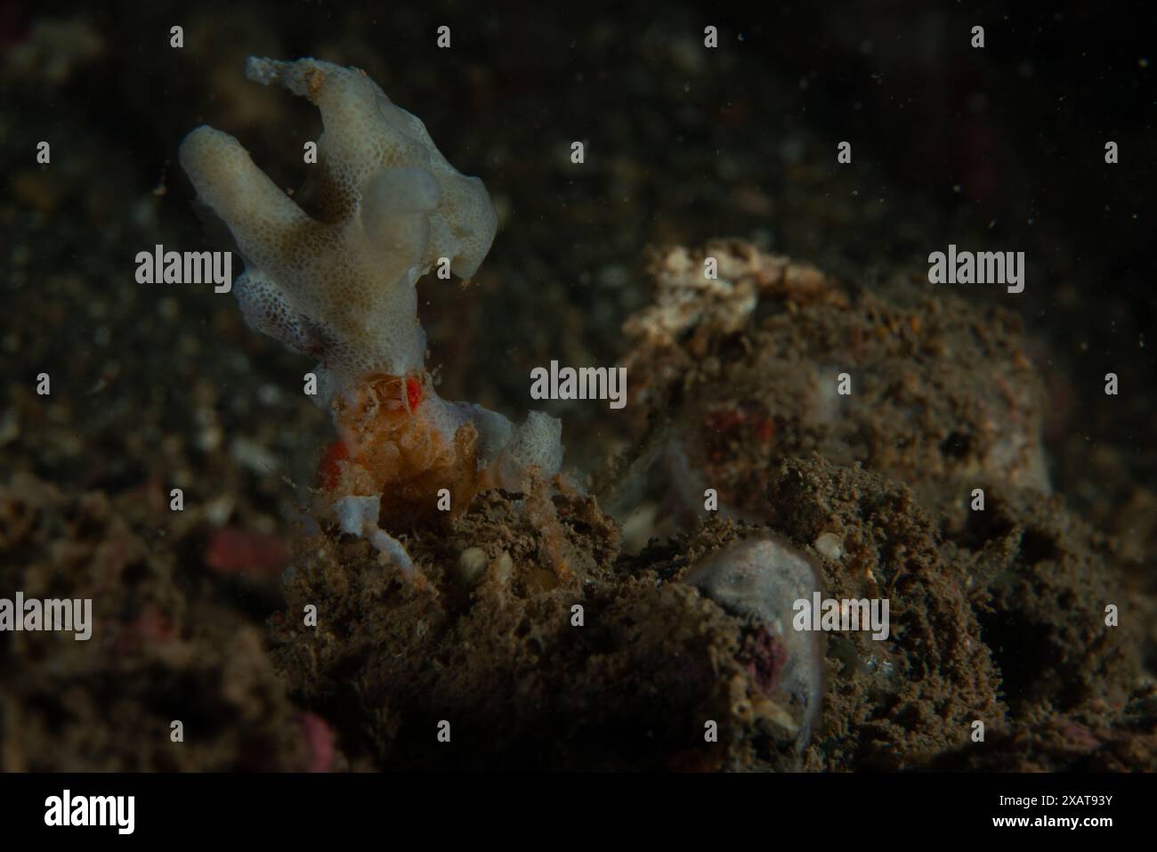 Muck Diving - Critters at Lembeh Strait Stock Photo - Alamy