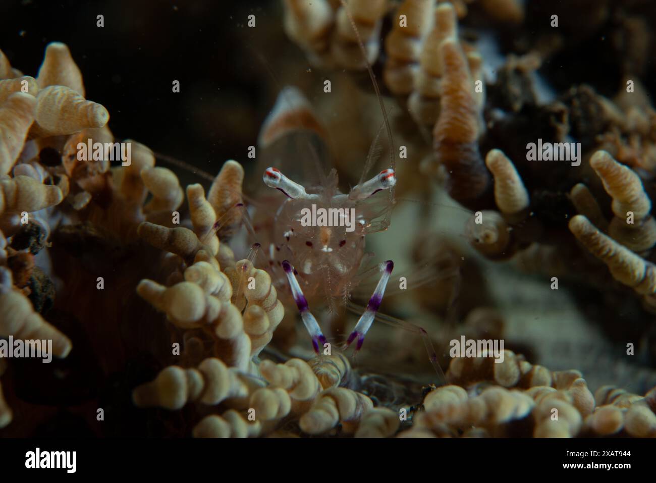 Muck Diving - Critters at Lembeh Strait Stock Photo - Alamy