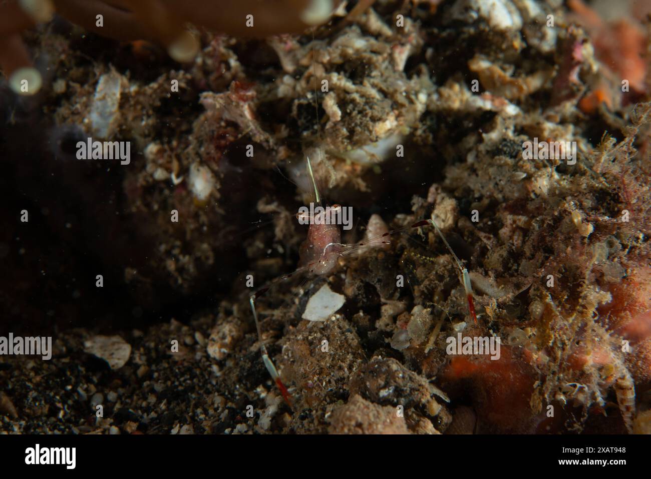 Muck Diving - Critters at Lembeh Strait Stock Photo - Alamy