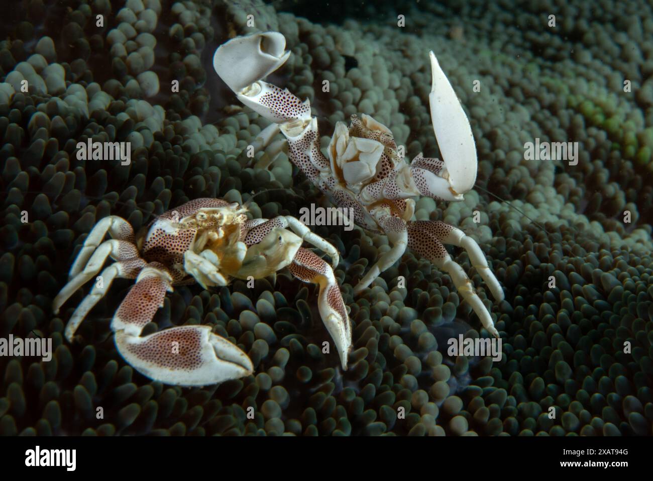 Muck Diving - Critters at Lembeh Strait Stock Photo - Alamy