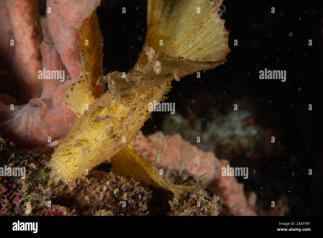 Muck Diving - Critters at Lembeh Strait Stock Photo - Alamy