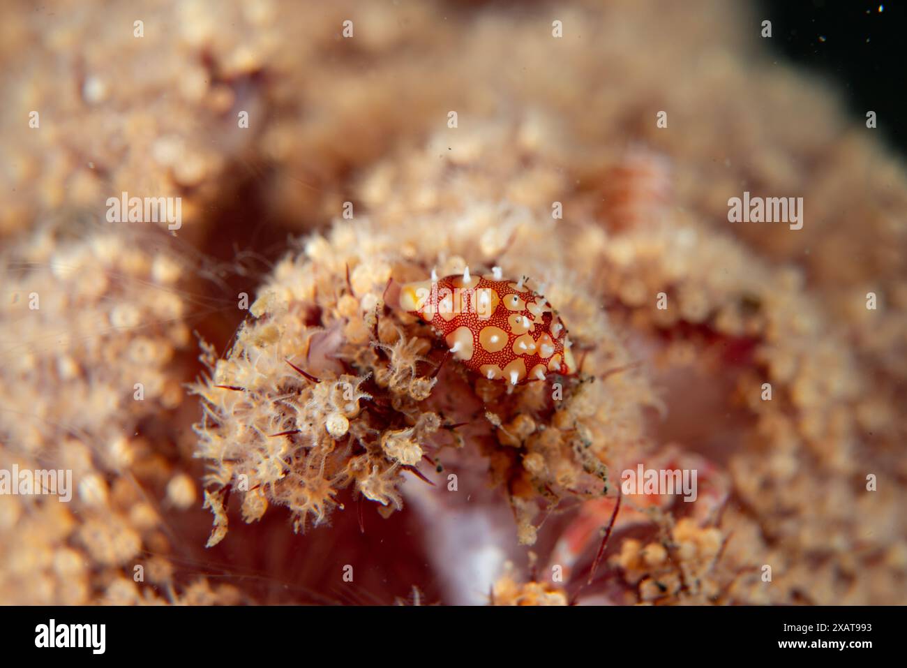 Muck Diving - Critters at Lembeh Strait Stock Photo - Alamy
