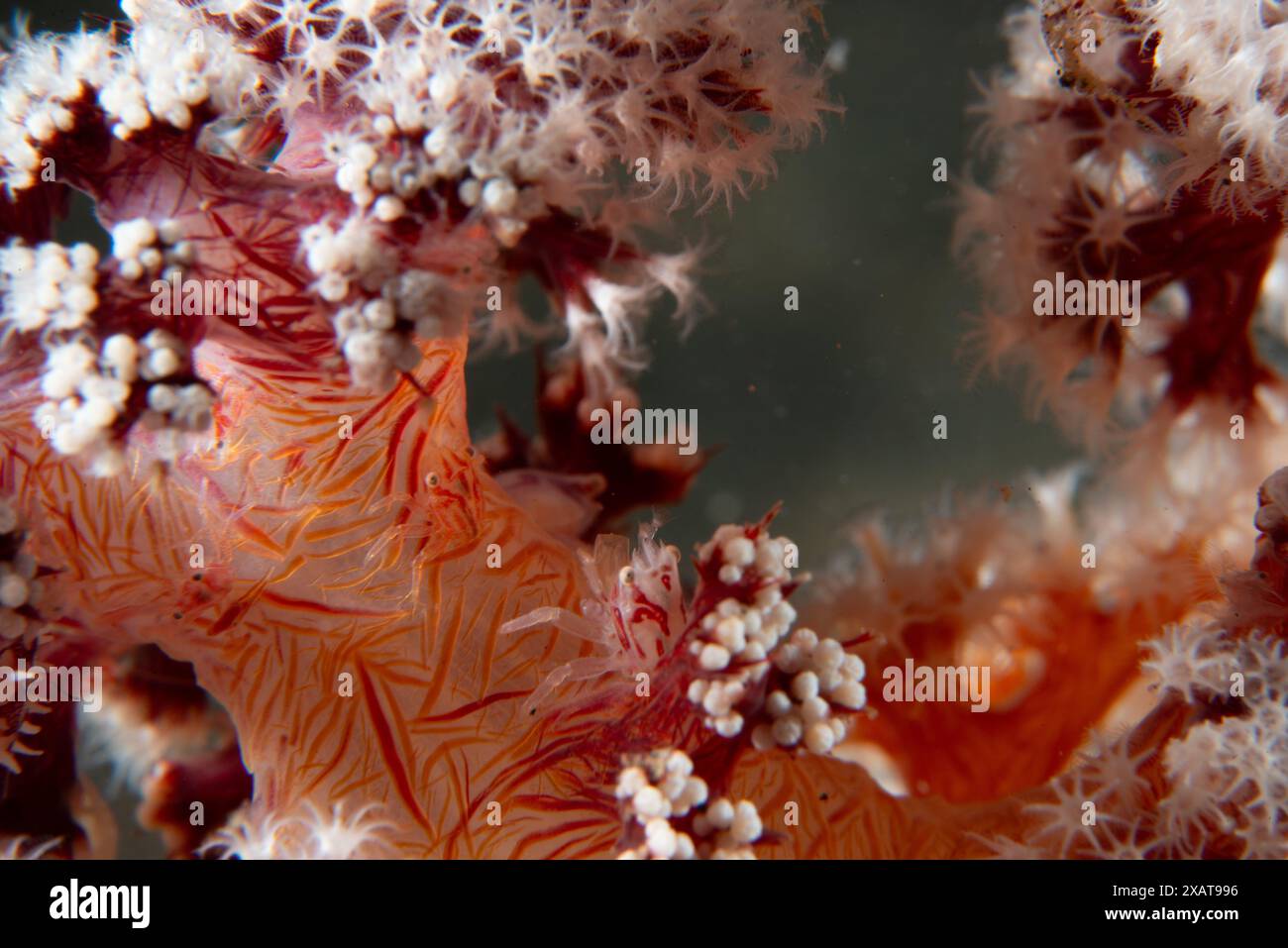 Muck Diving - Critters at Lembeh Strait Stock Photo - Alamy