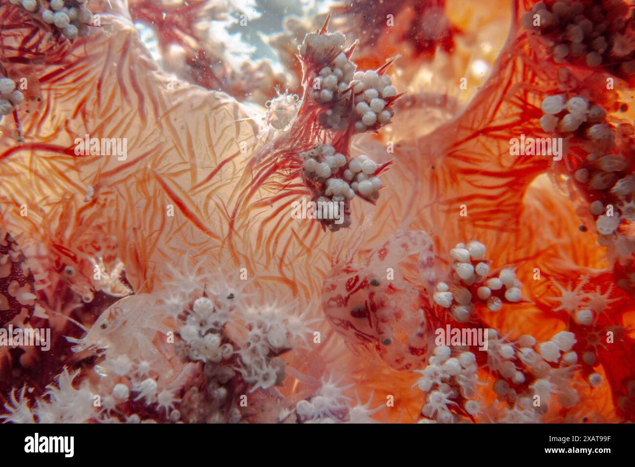 Muck Diving - Critters at Lembeh Strait Stock Photo - Alamy