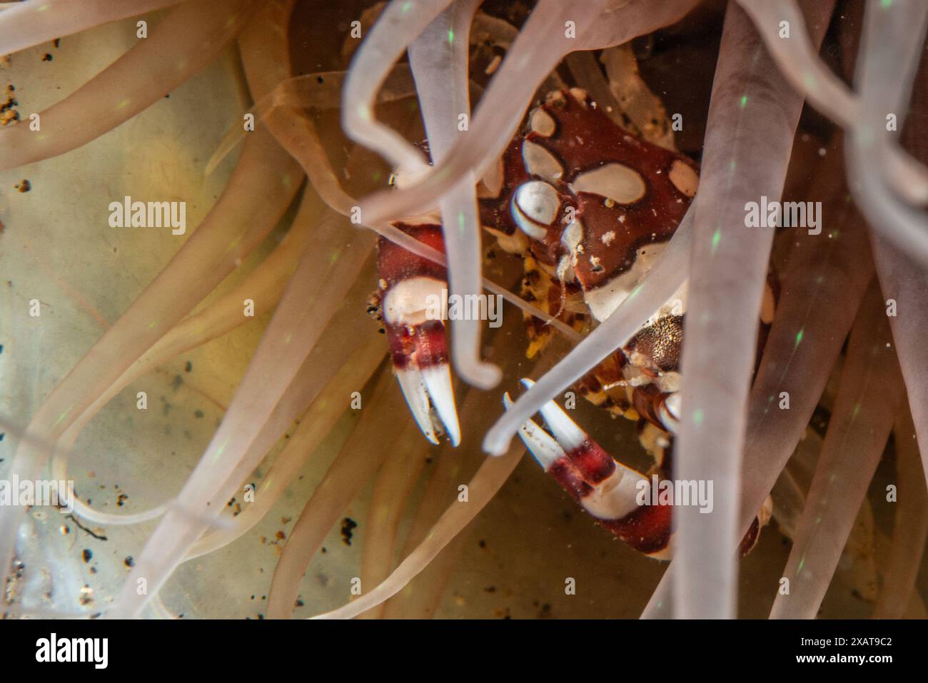 Muck Diving - Critters at Lembeh Strait Stock Photo - Alamy