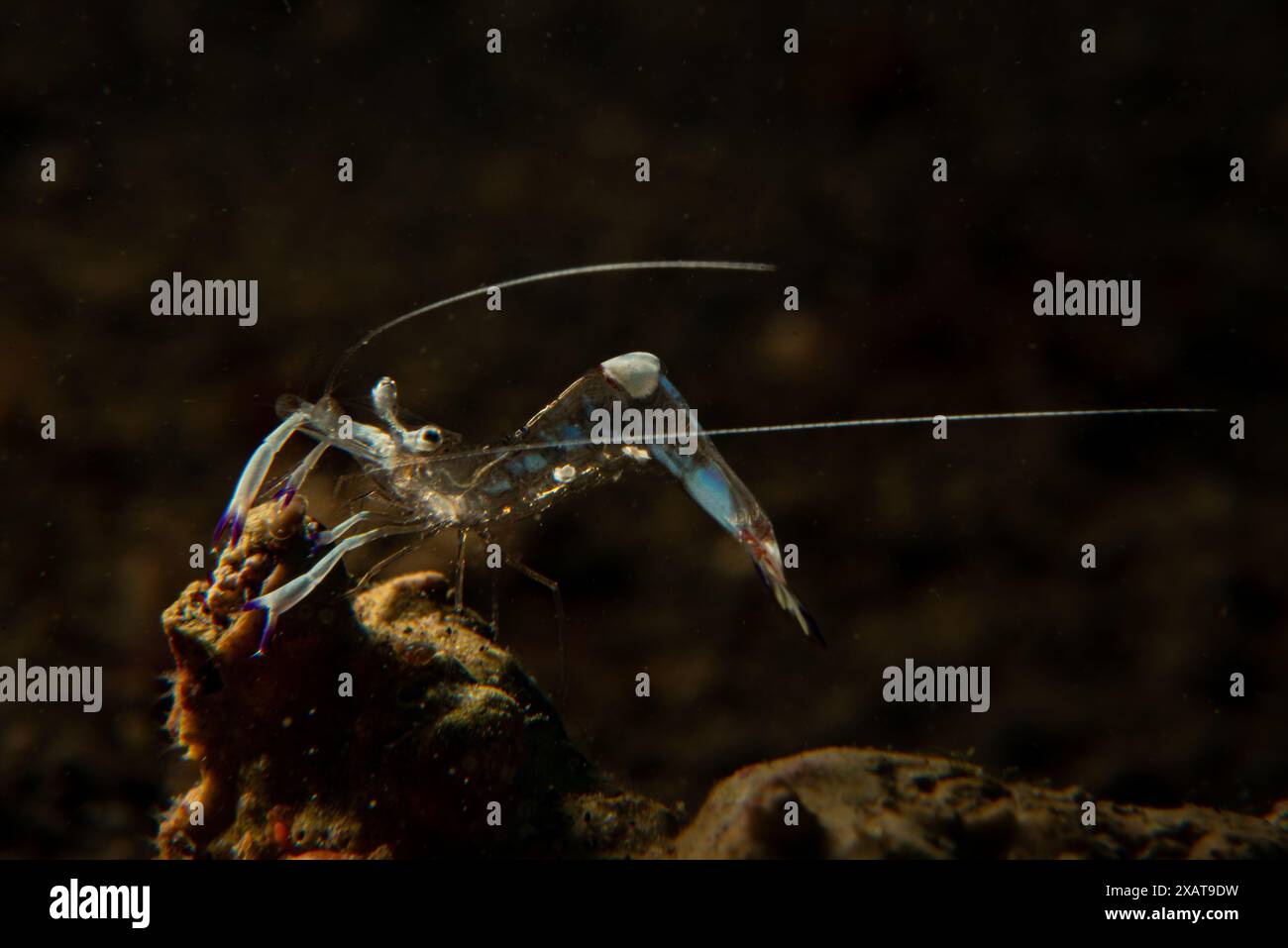 Muck Diving - Critters at Lembeh Strait Stock Photo - Alamy
