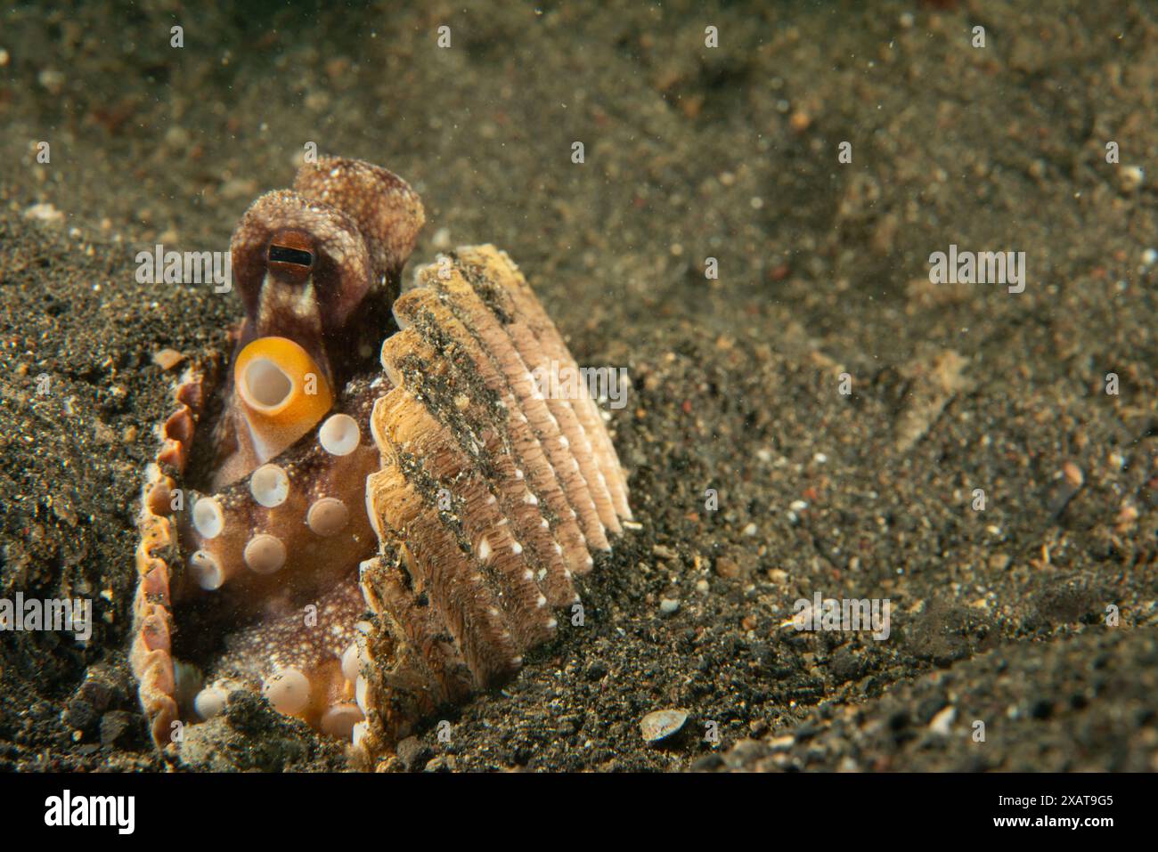 Muck Diving - Critters at Lembeh Strait Stock Photo - Alamy