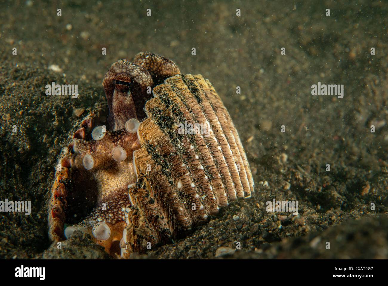 Muck Diving - Critters at Lembeh Strait Stock Photo - Alamy