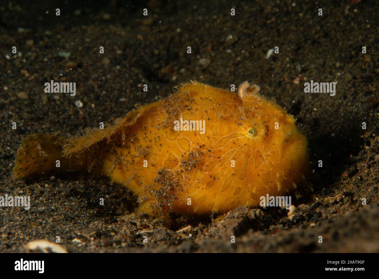 Muck Diving - Critters at Lembeh Strait Stock Photo - Alamy