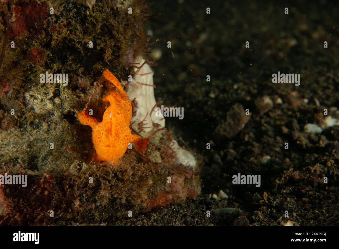 Muck Diving - Critters at Lembeh Strait Stock Photo - Alamy