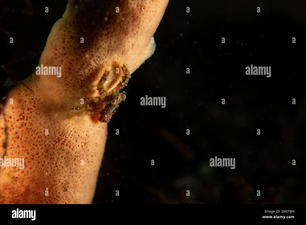 Muck Diving - Critters at Lembeh Strait Stock Photo - Alamy
