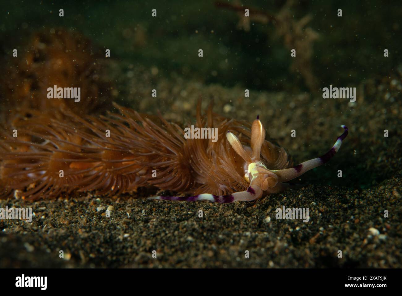 Muck Diving - Critters at Lembeh Strait Stock Photo - Alamy