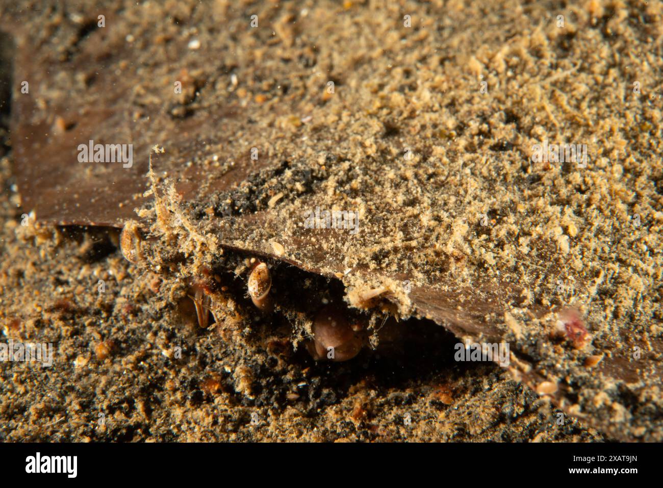 Muck Diving - Critters at Lembeh Strait Stock Photo - Alamy