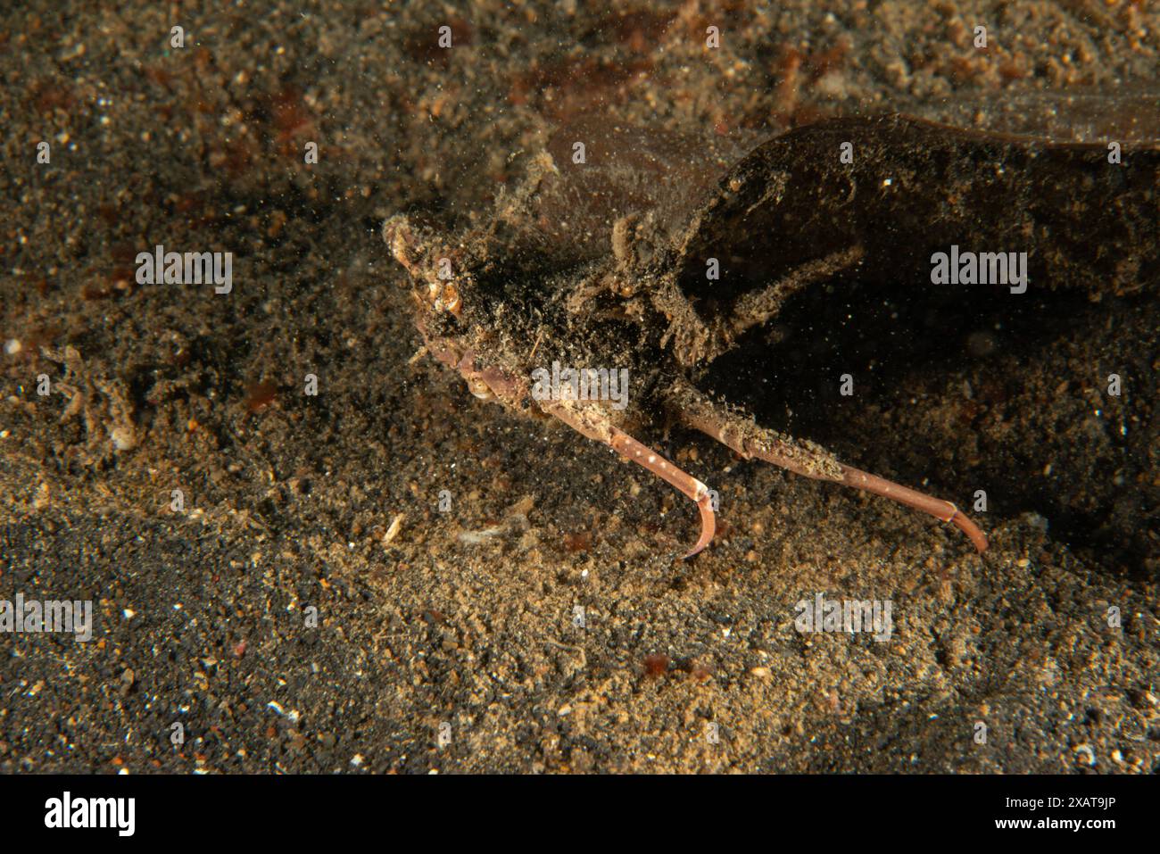 Muck Diving - Critters at Lembeh Strait Stock Photo - Alamy