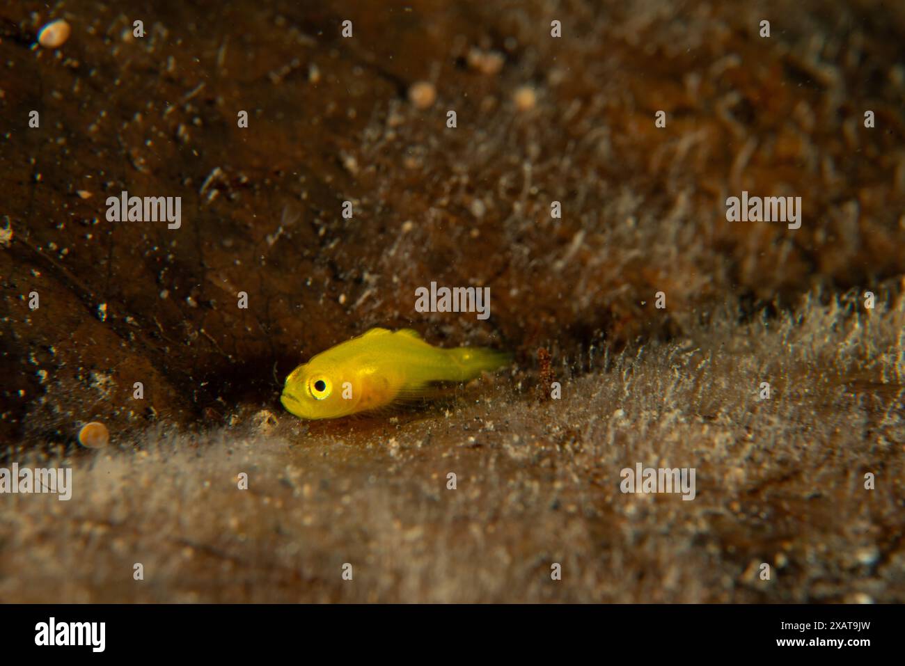Muck Diving - Critters at Lembeh Strait Stock Photo - Alamy