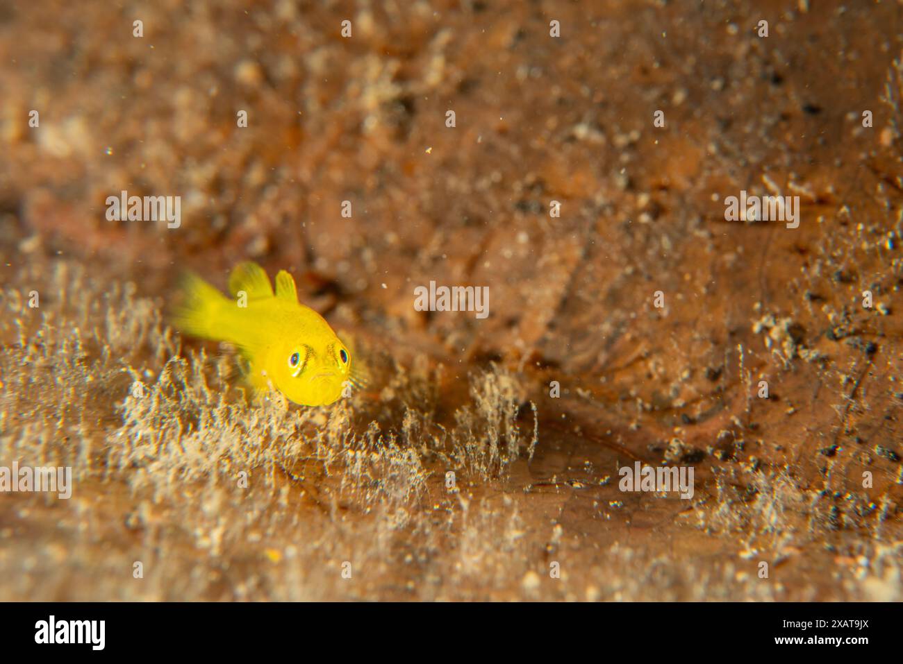 Muck Diving - Critters at Lembeh Strait Stock Photo - Alamy