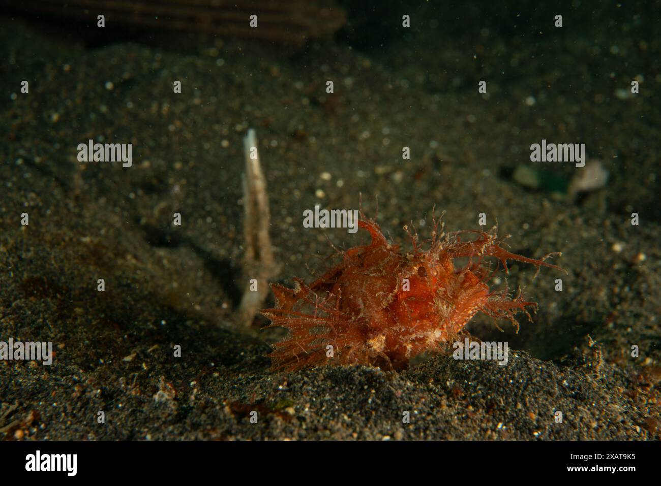 Muck Diving - Critters at Lembeh Strait Stock Photo - Alamy