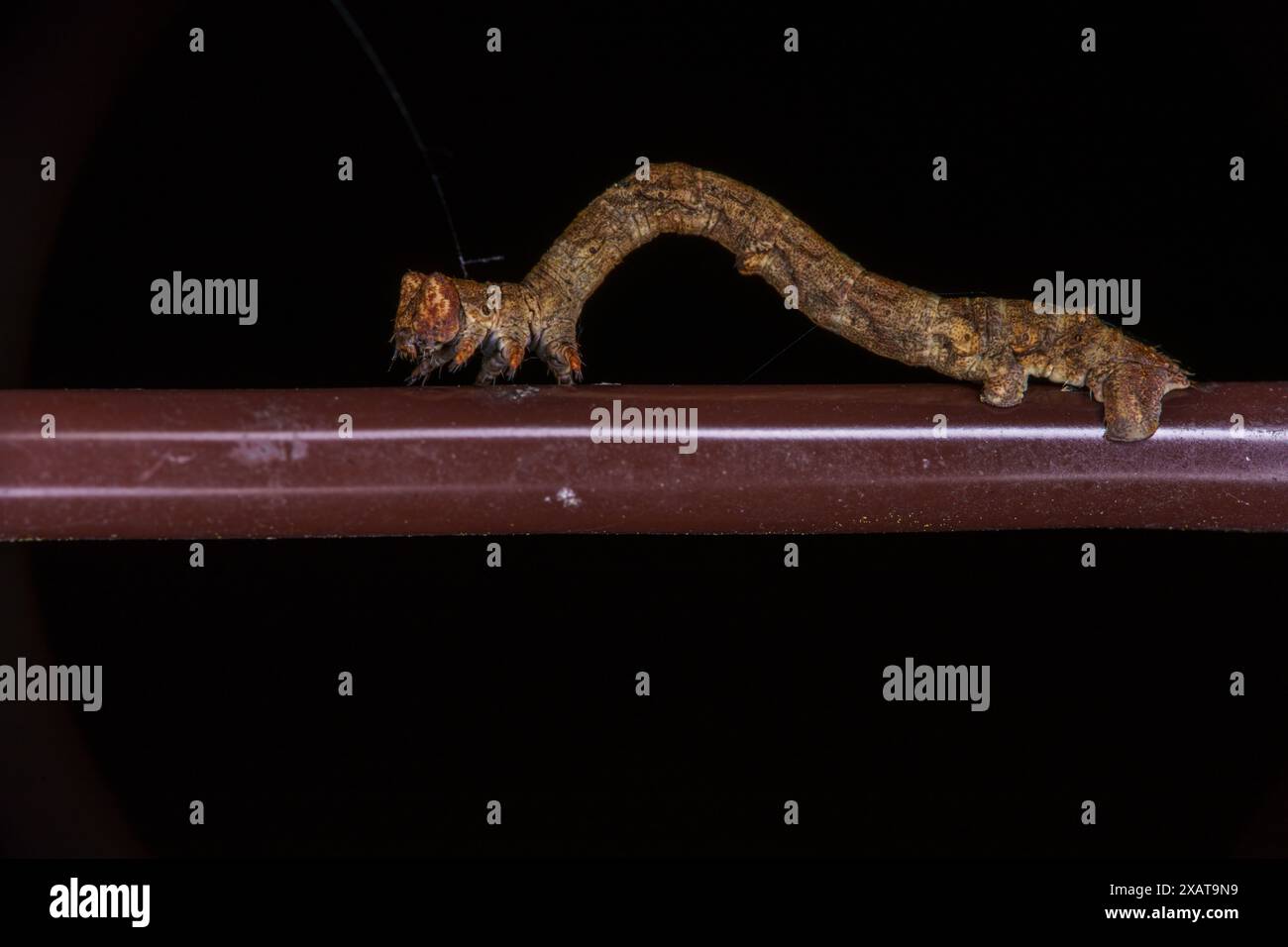 Family Geometridae moth Caterpillar wild nature insect photography ...