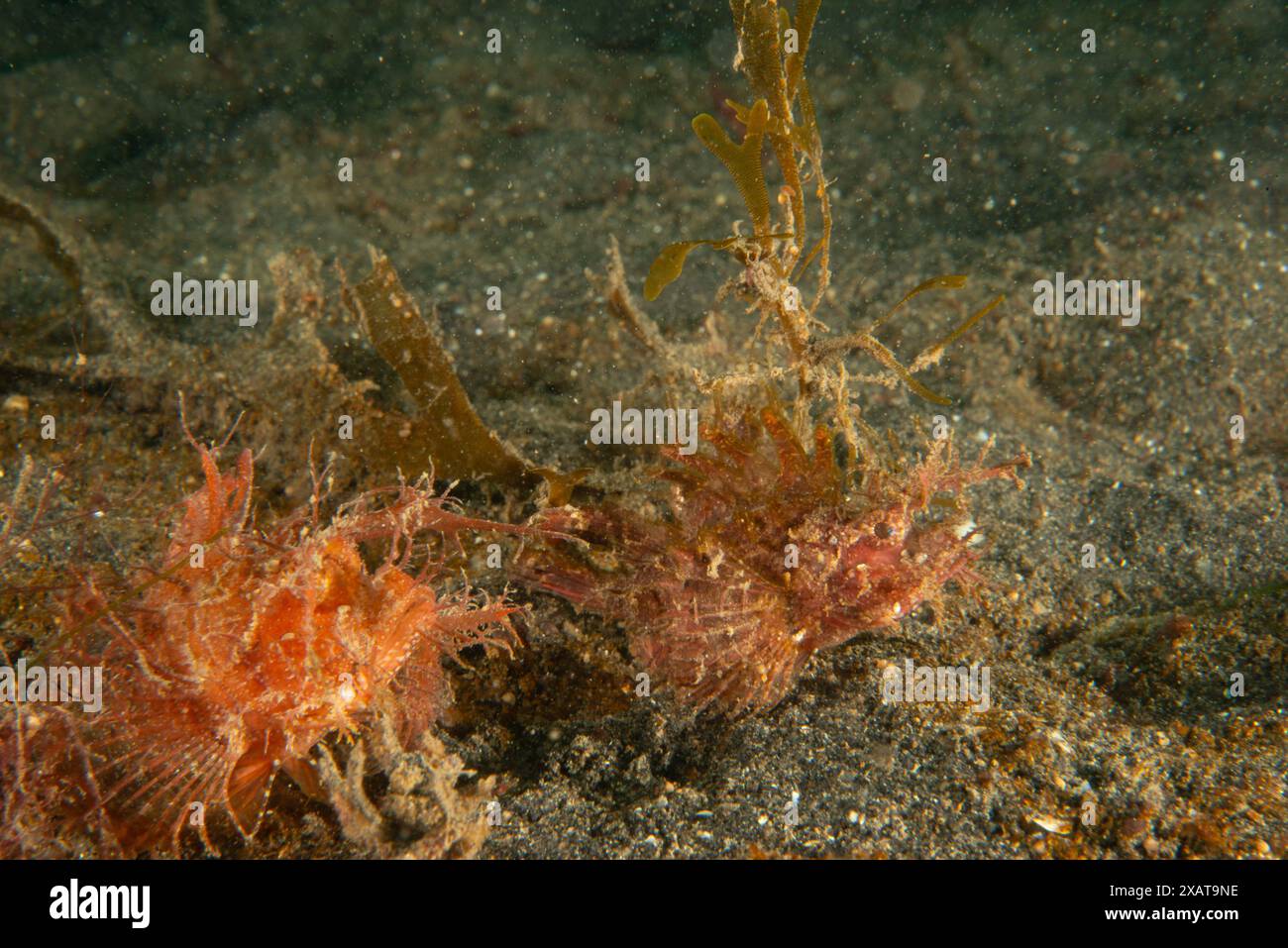 Muck Diving - Critters at Lembeh Strait Stock Photo - Alamy