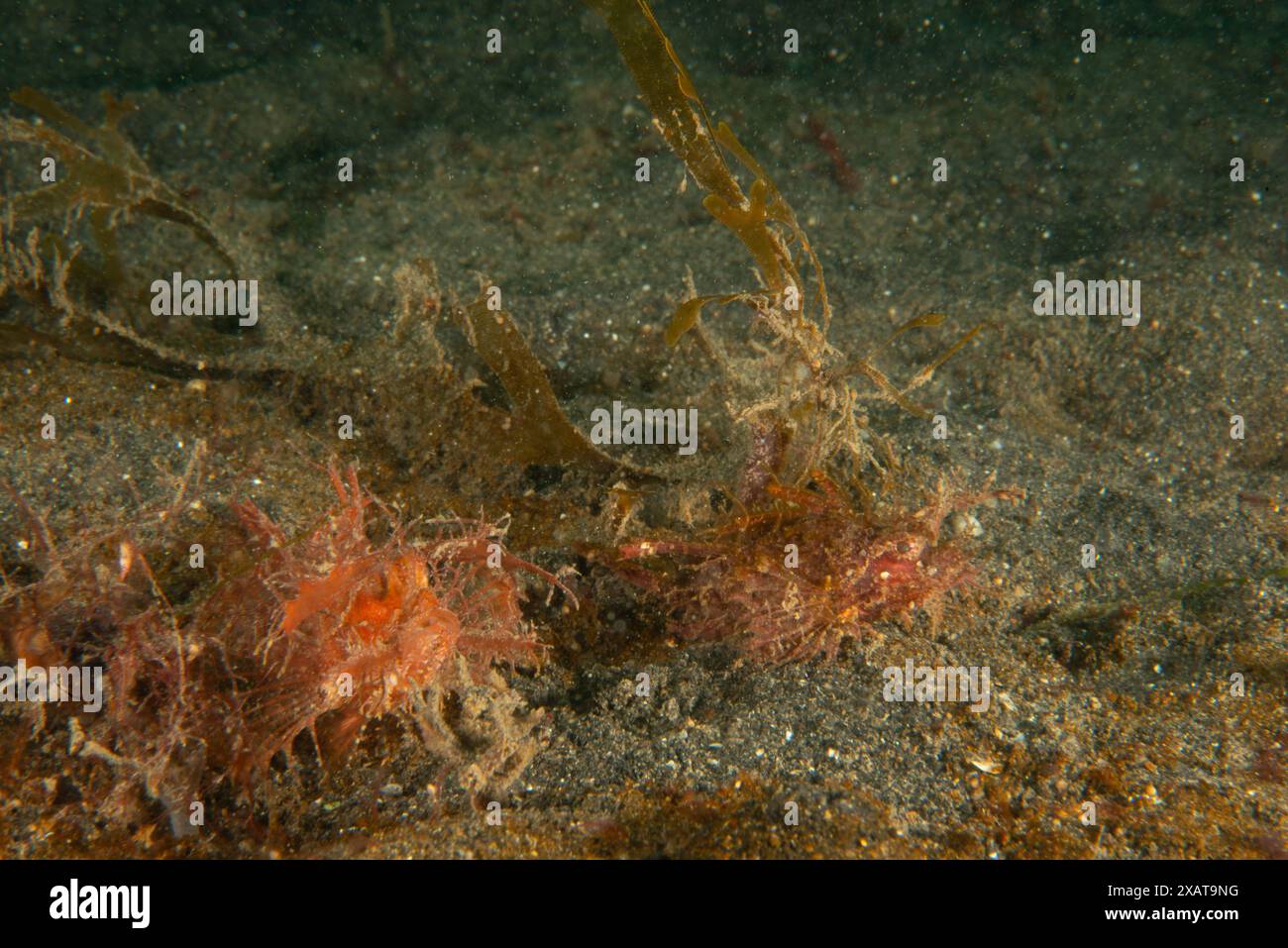 Muck Diving - Critters at Lembeh Strait Stock Photo - Alamy