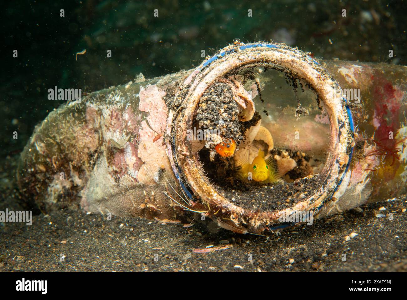 Muck Diving - Critters at Lembeh Strait Stock Photo - Alamy