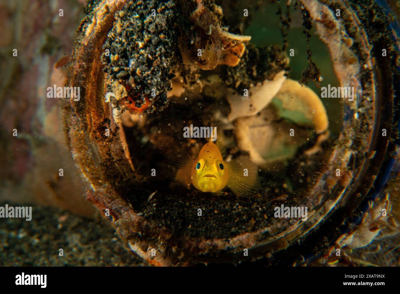 Muck Diving - Critters at Lembeh Strait Stock Photo - Alamy