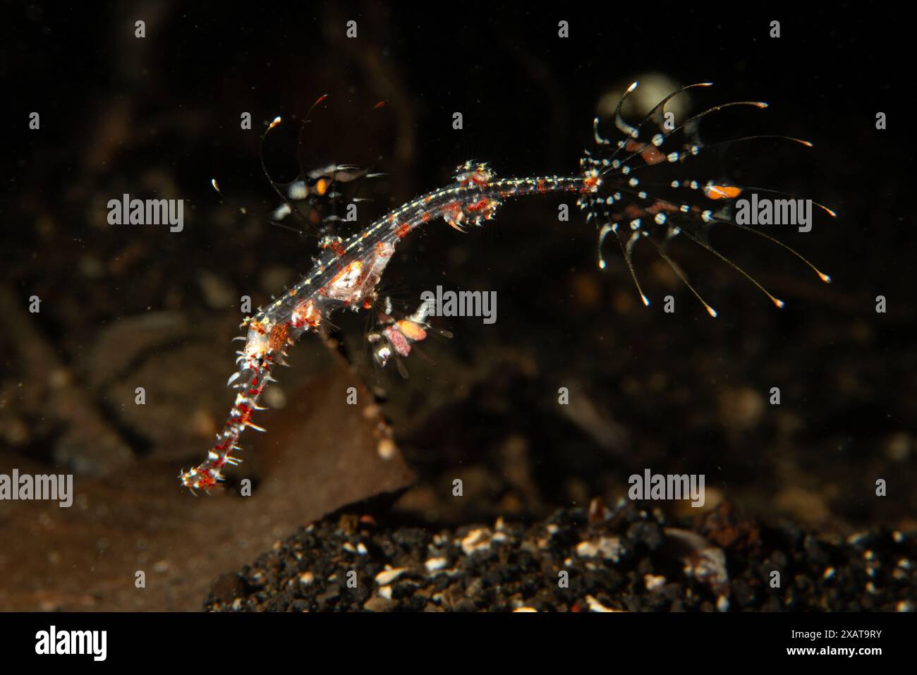 Muck Diving - Critters at Lembeh Strait Stock Photo - Alamy