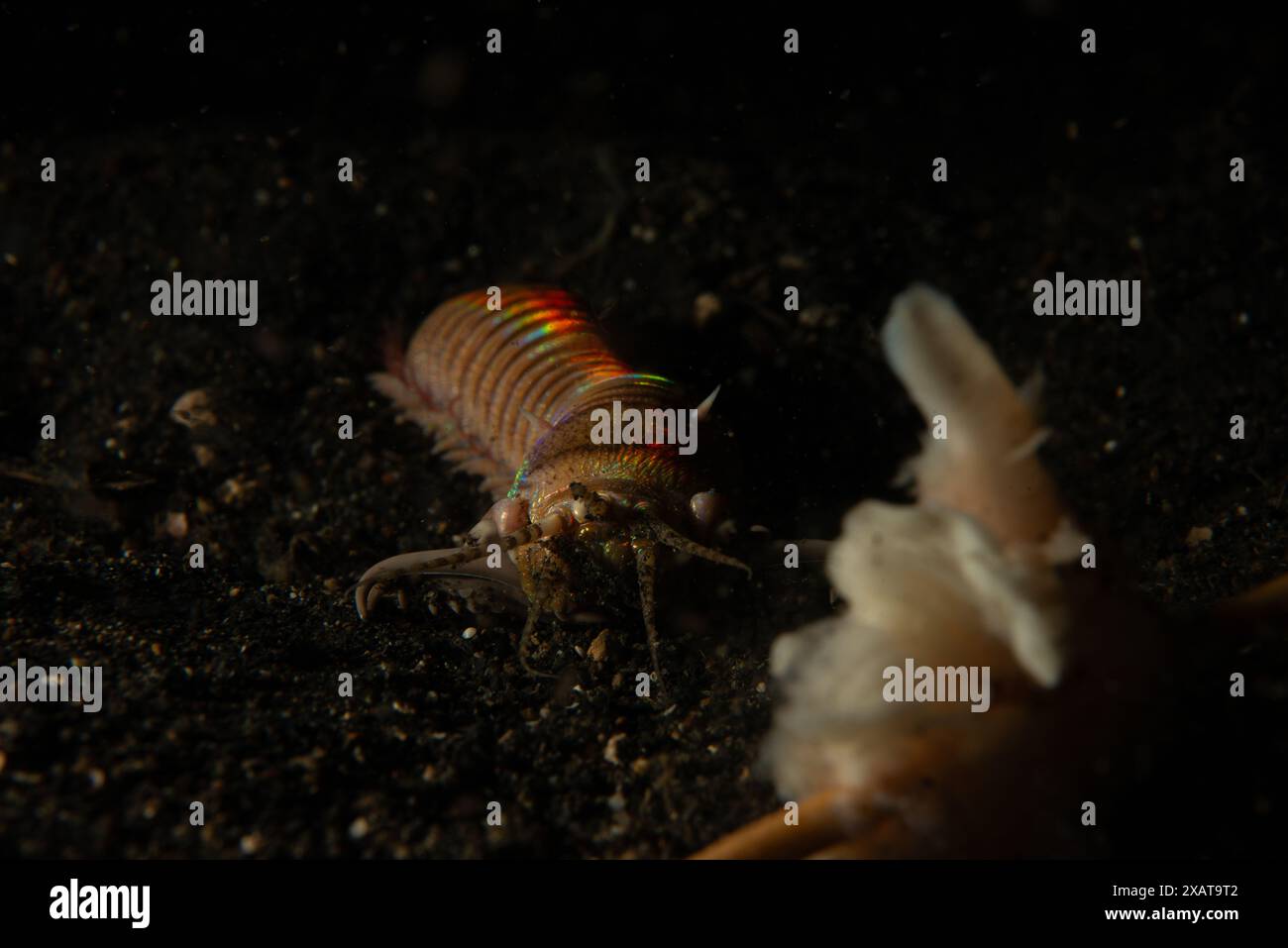 Muck Diving - Critters at Lembeh Strait Stock Photo - Alamy