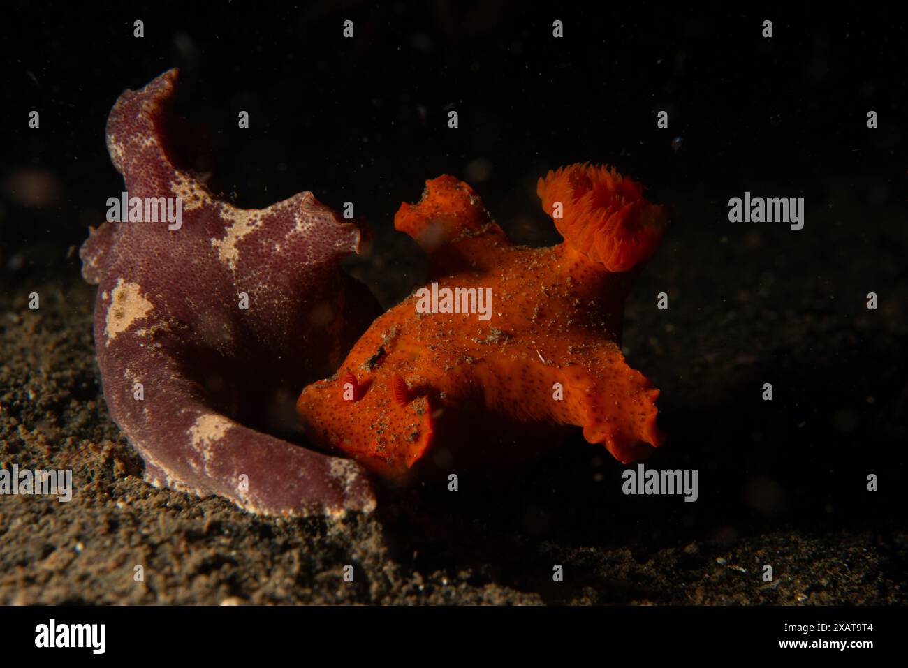 Muck Diving - Critters at Lembeh Strait Stock Photo - Alamy