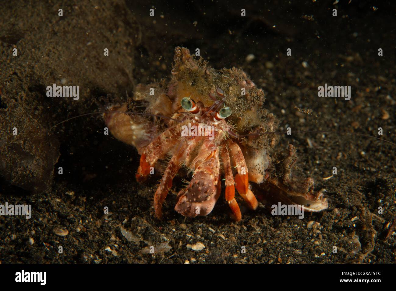 Muck Diving - Critters at Lembeh Strait Stock Photo - Alamy