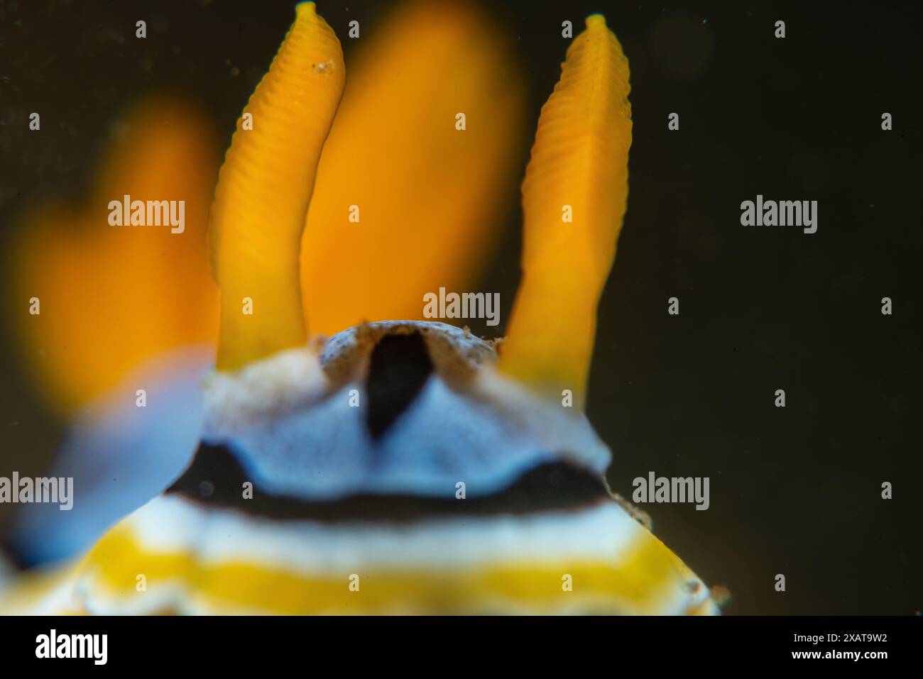 Muck Diving - Critters at Lembeh Strait Stock Photo - Alamy