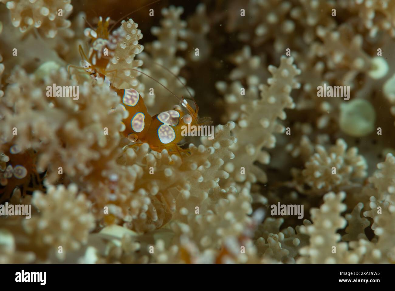 Muck Diving - Critters at Lembeh Strait Stock Photo - Alamy