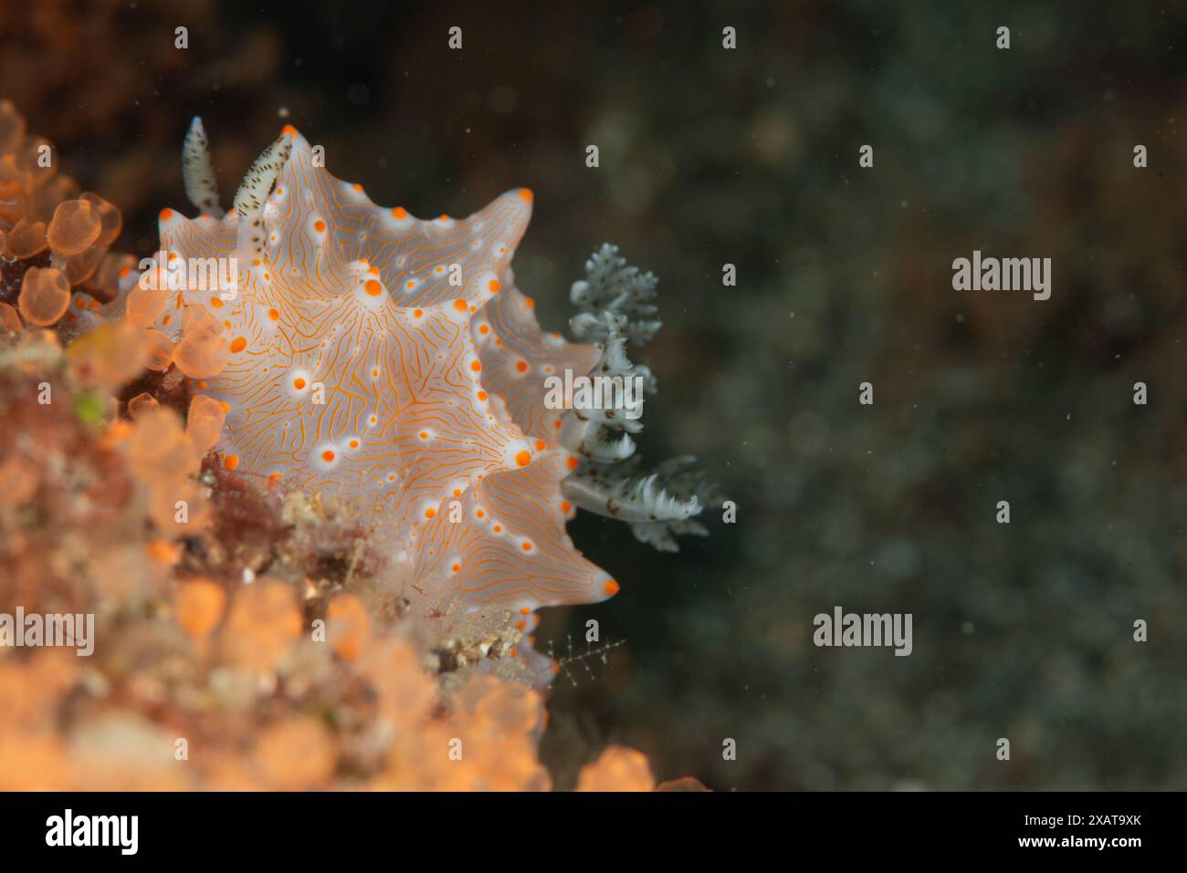Muck Diving - Critters at Lembeh Strait Stock Photo - Alamy