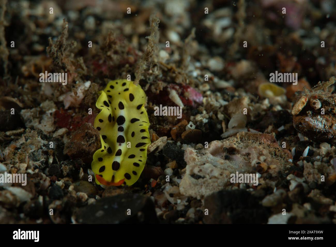Muck Diving - Critters at Lembeh Strait Stock Photo - Alamy
