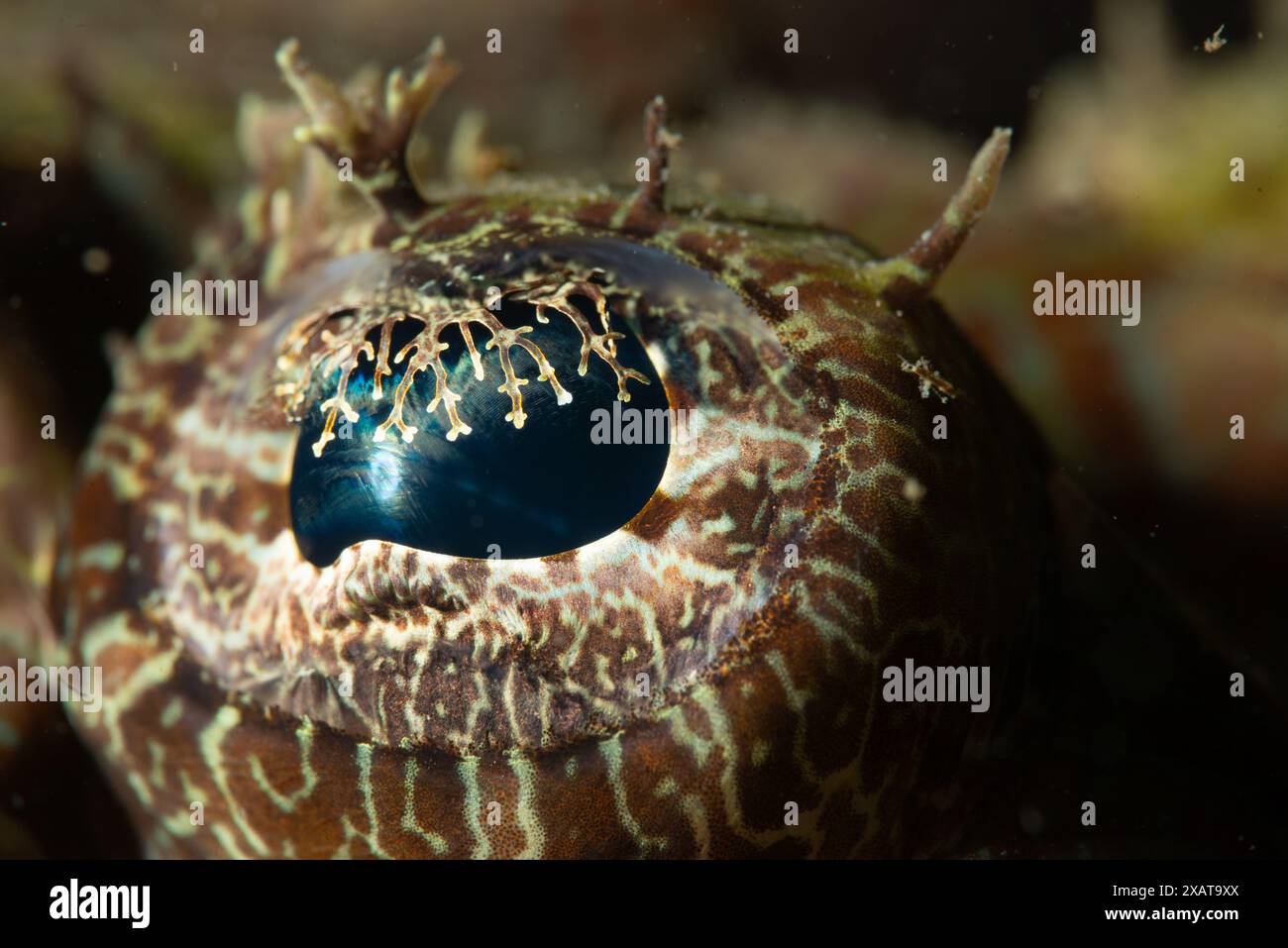 Muck Diving - Critters at Lembeh Strait Stock Photo - Alamy
