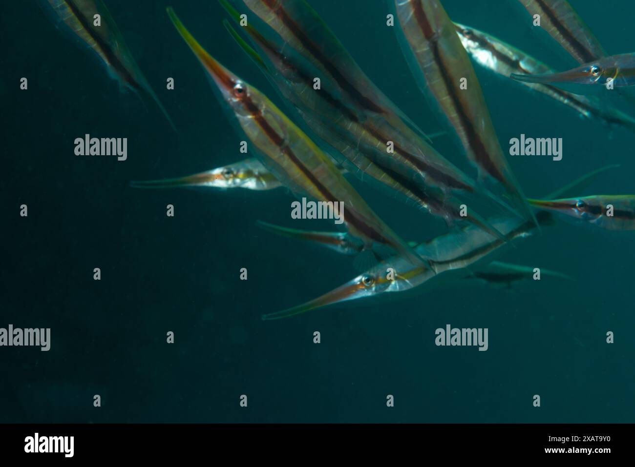 Muck Diving - Critters at Lembeh Strait Stock Photo - Alamy