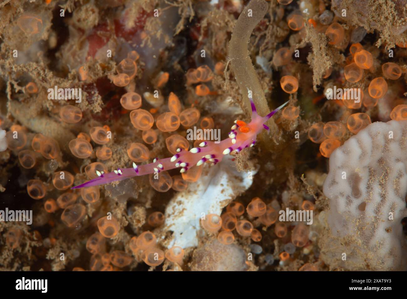 Muck Diving - Critters at Lembeh Strait Stock Photo - Alamy