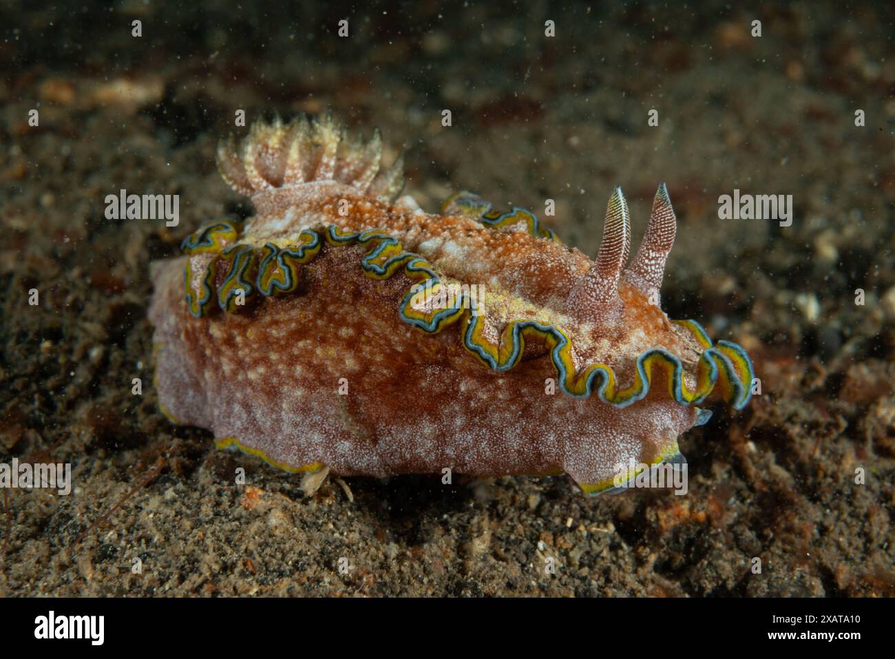 Muck Diving - Critters at Lembeh Strait Stock Photo - Alamy