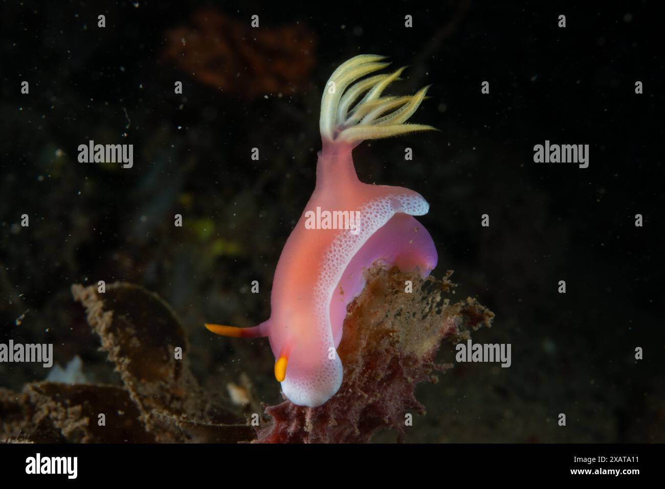 Muck Diving - Critters at Lembeh Strait Stock Photo - Alamy