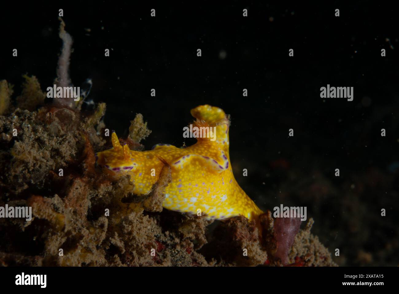 Muck Diving - Critters at Lembeh Strait Stock Photo - Alamy