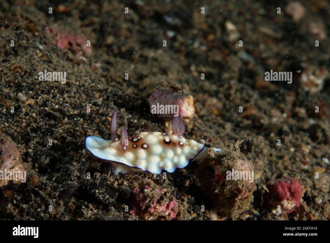 Muck Diving - Critters at Lembeh Strait Stock Photo - Alamy