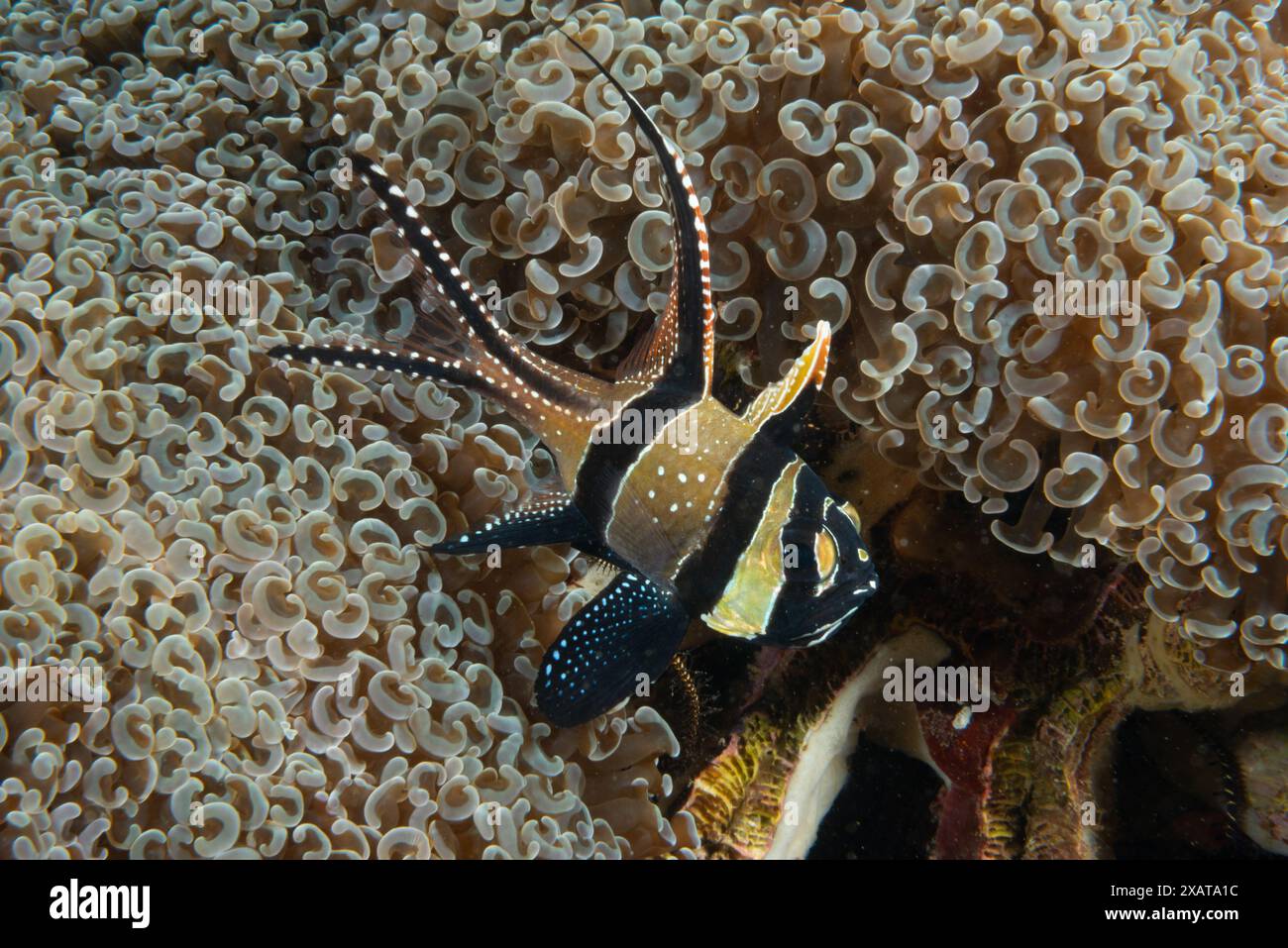 Muck Diving - Critters at Lembeh Strait Stock Photo - Alamy