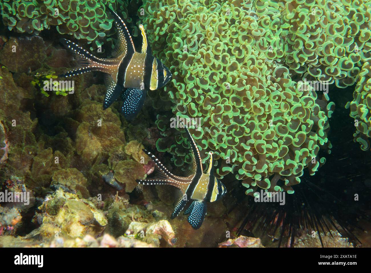 Muck Diving - Critters at Lembeh Strait Stock Photo - Alamy