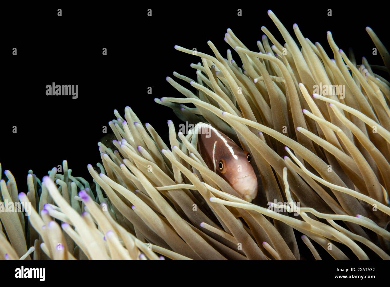 Muck Diving - Critters at Lembeh Strait Stock Photo - Alamy