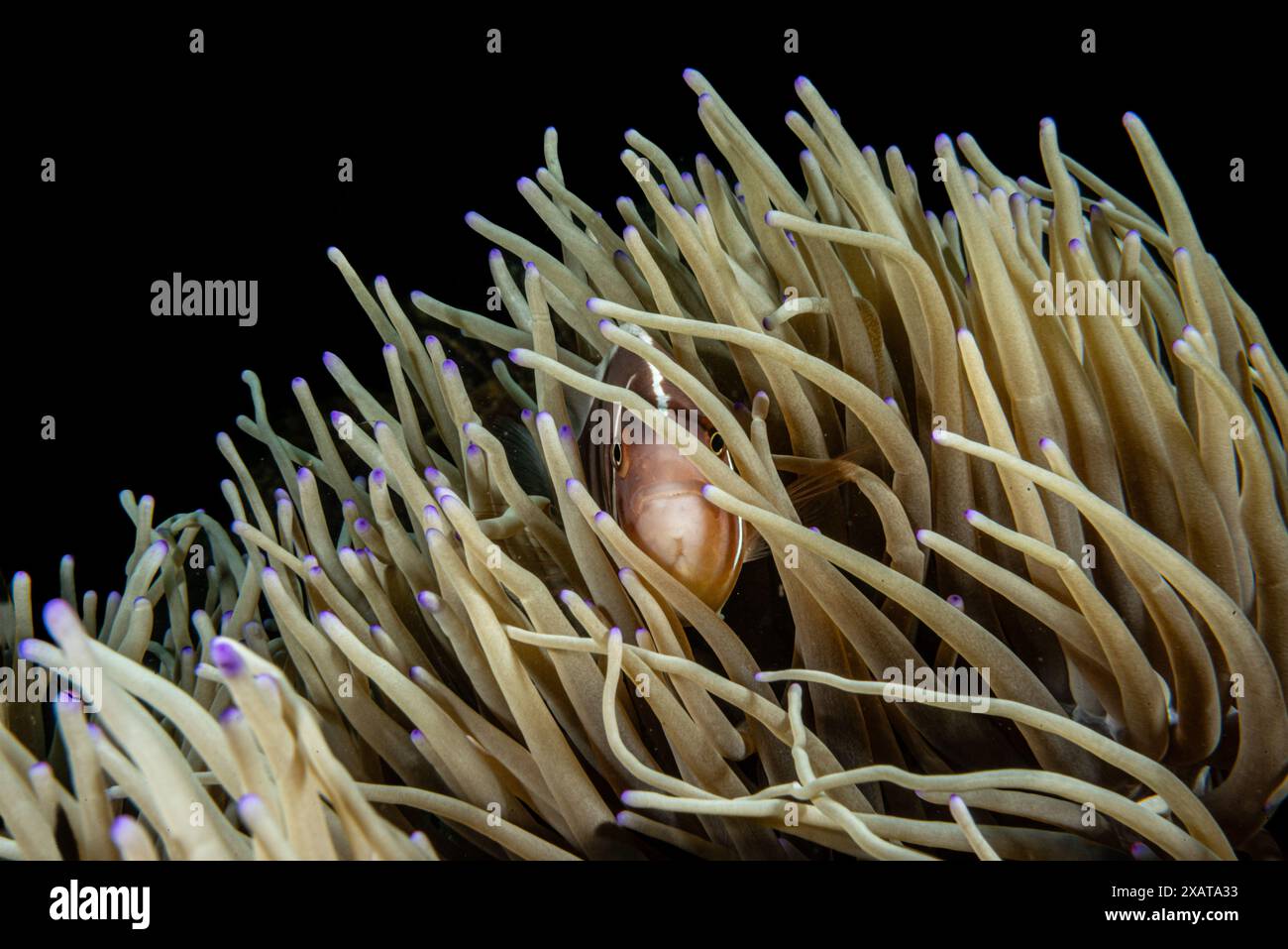 Muck Diving - Critters at Lembeh Strait Stock Photo - Alamy