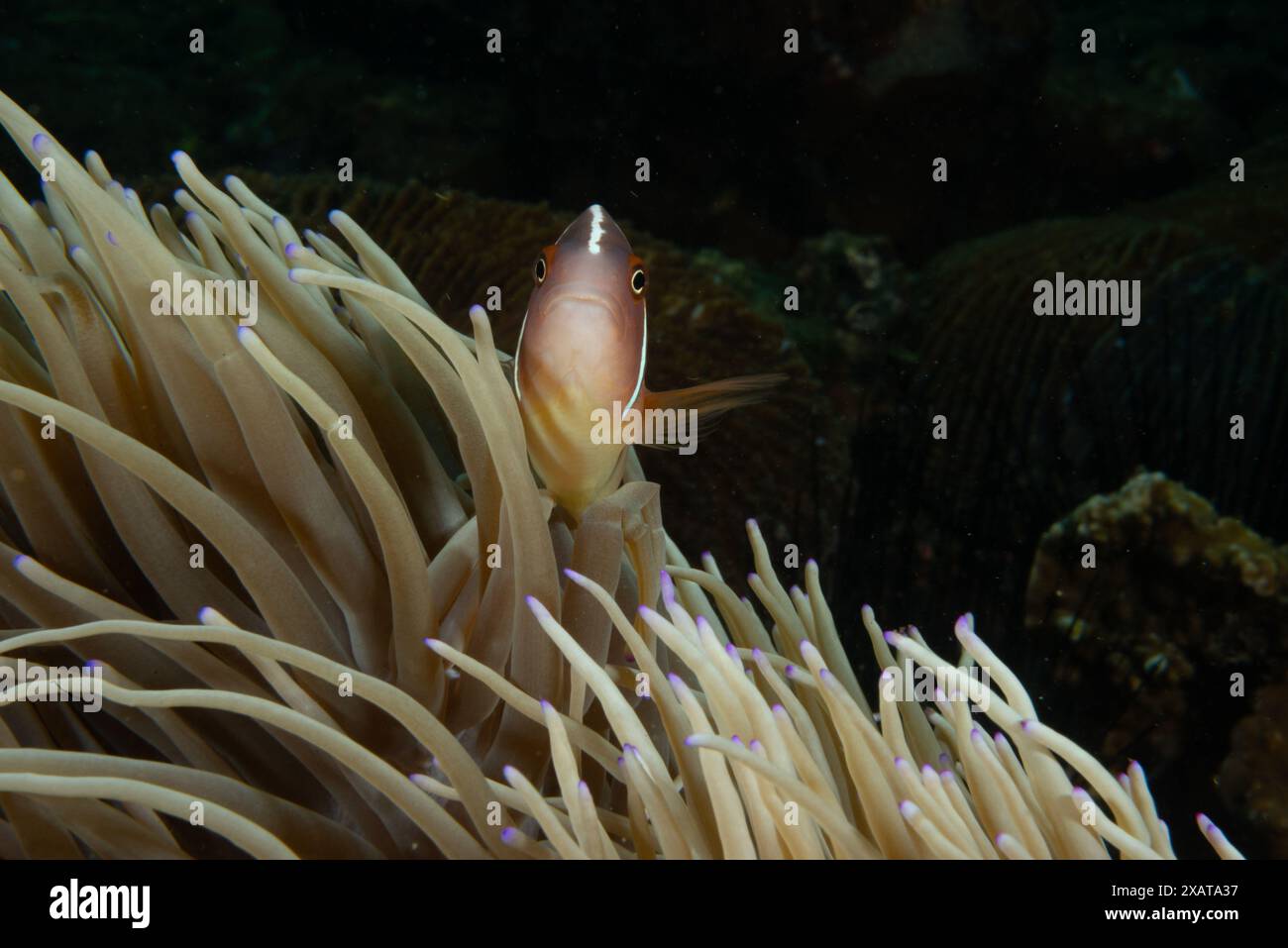 Muck Diving - Critters at Lembeh Strait Stock Photo - Alamy