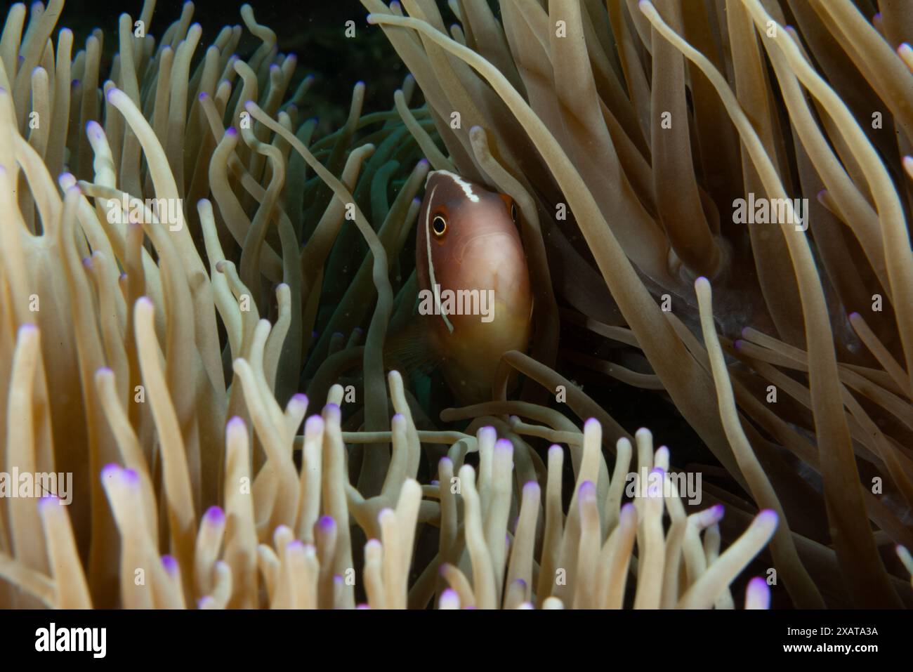 Muck Diving - Critters at Lembeh Strait Stock Photo - Alamy